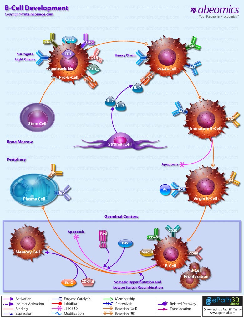B-Cell Development B-Cell Development